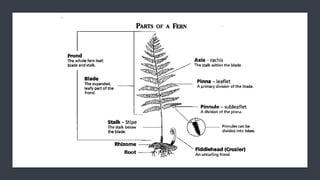Science 6 Q2-W7-D1_Parts of Fern.pptx | Free Download