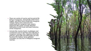 Science 6_Q2_ ECOSYSTEM TROPICAL,CORAL REEFS AND MANGROVE SWAMPS | PPTX