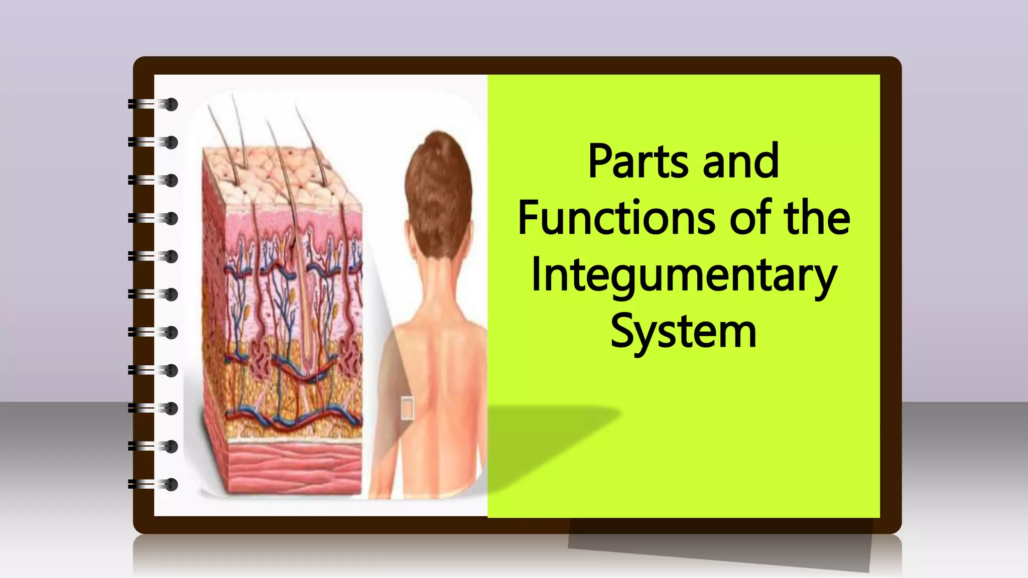 Science 6_Q2_L2_Parts and Functions of the Integumentary System.pptx