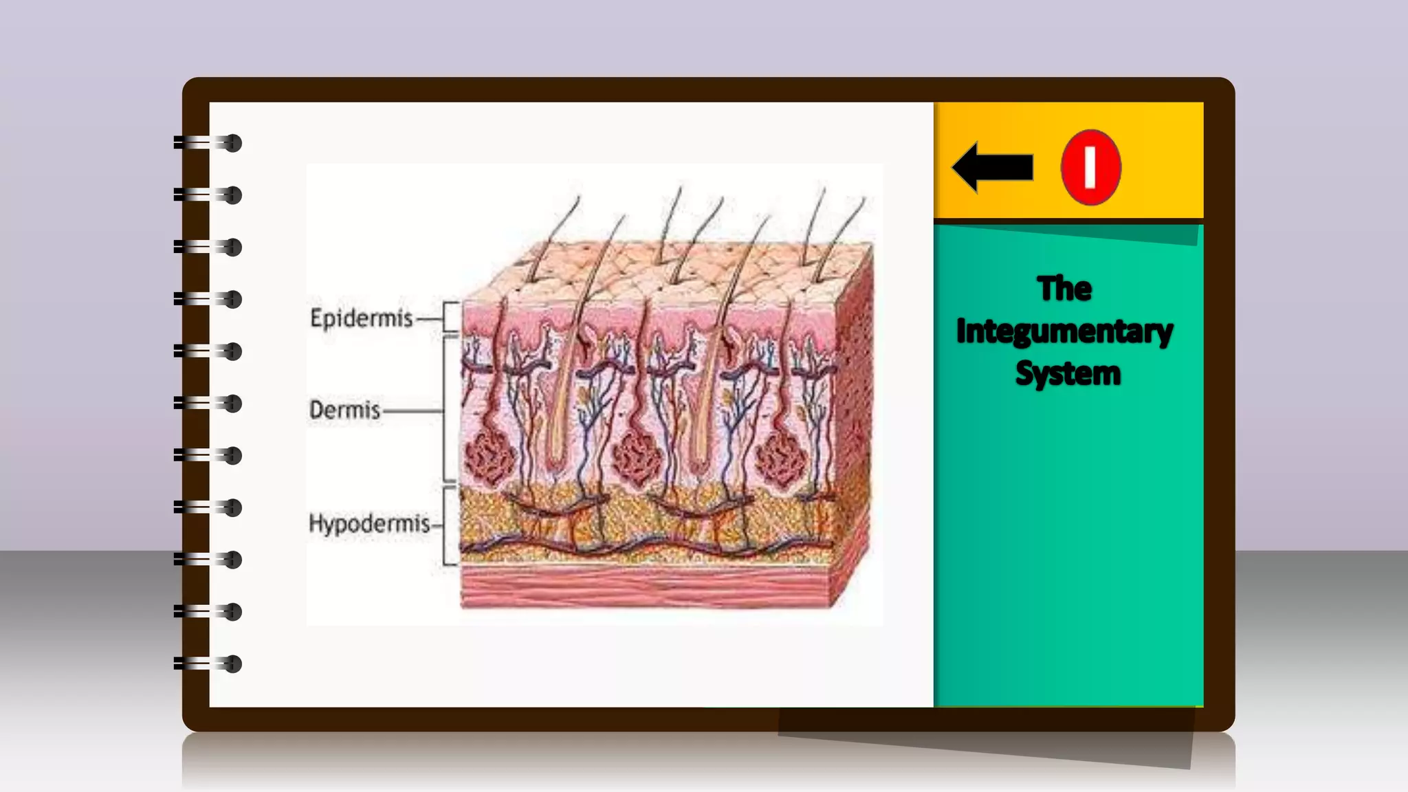 Science 6_Q2_L2_Parts and Functions of the Integumentary System.pptx ...