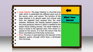 Science 6_Q2_L3_Parts and Function of Digestive System.pptx