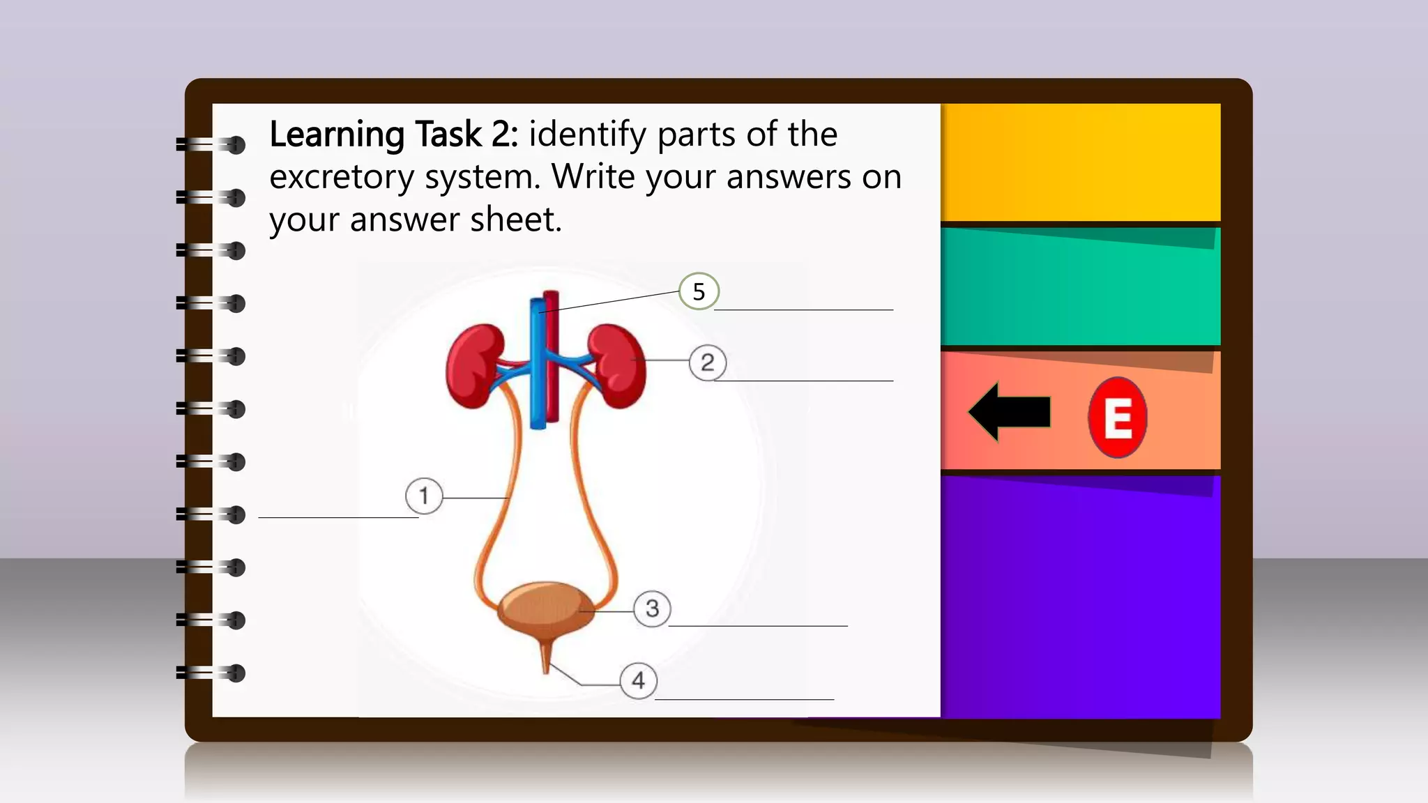 Science 6_Q2_L4_Parts and Function of Excretory System.pptx
