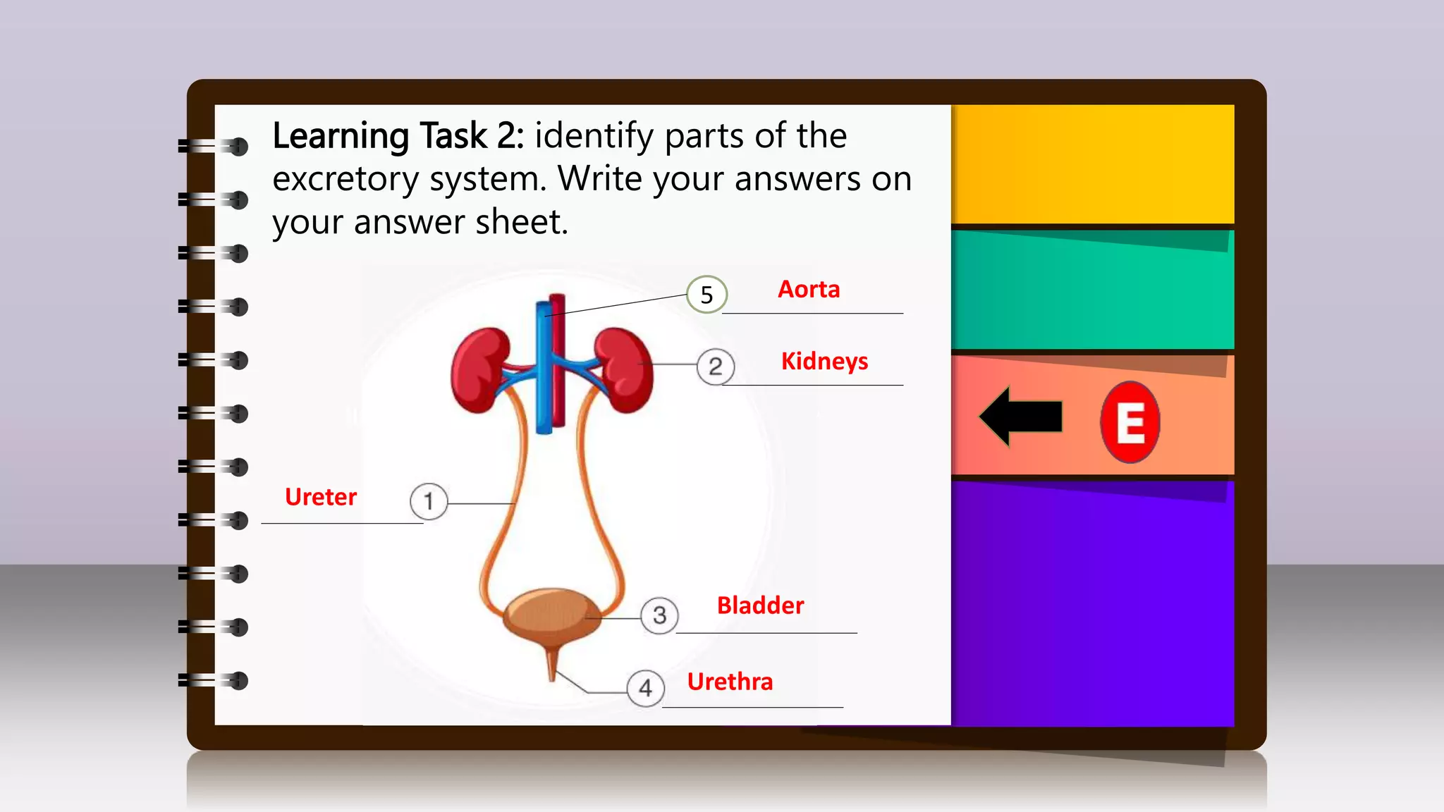 Excretory System Parts And Functions Grade 6