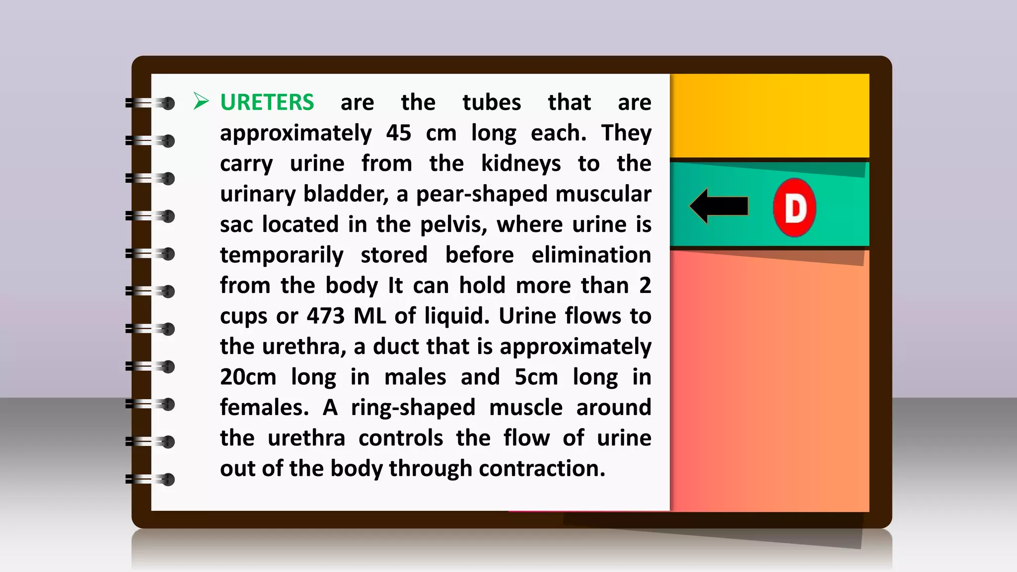 Science 6_Q2_L4_Parts and Function of Excretory System.pptx