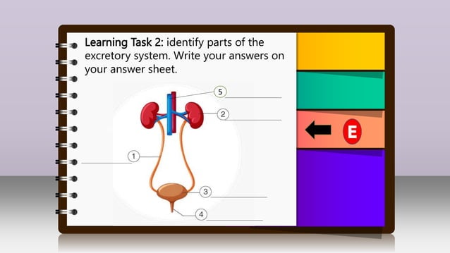 Science 6_Q2_L4_Parts and Function of Excretory System.pptx ...