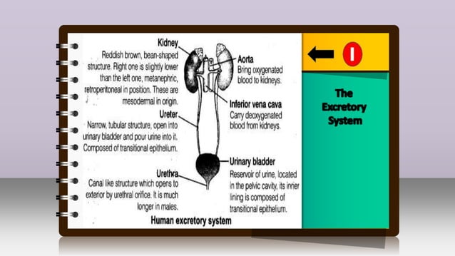 Science 6_Q2_L4_Parts and Function of Excretory System.pptx ...