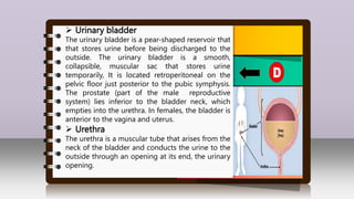 Science 6_Q2_L4_Parts and Function of Excretory System.pptx