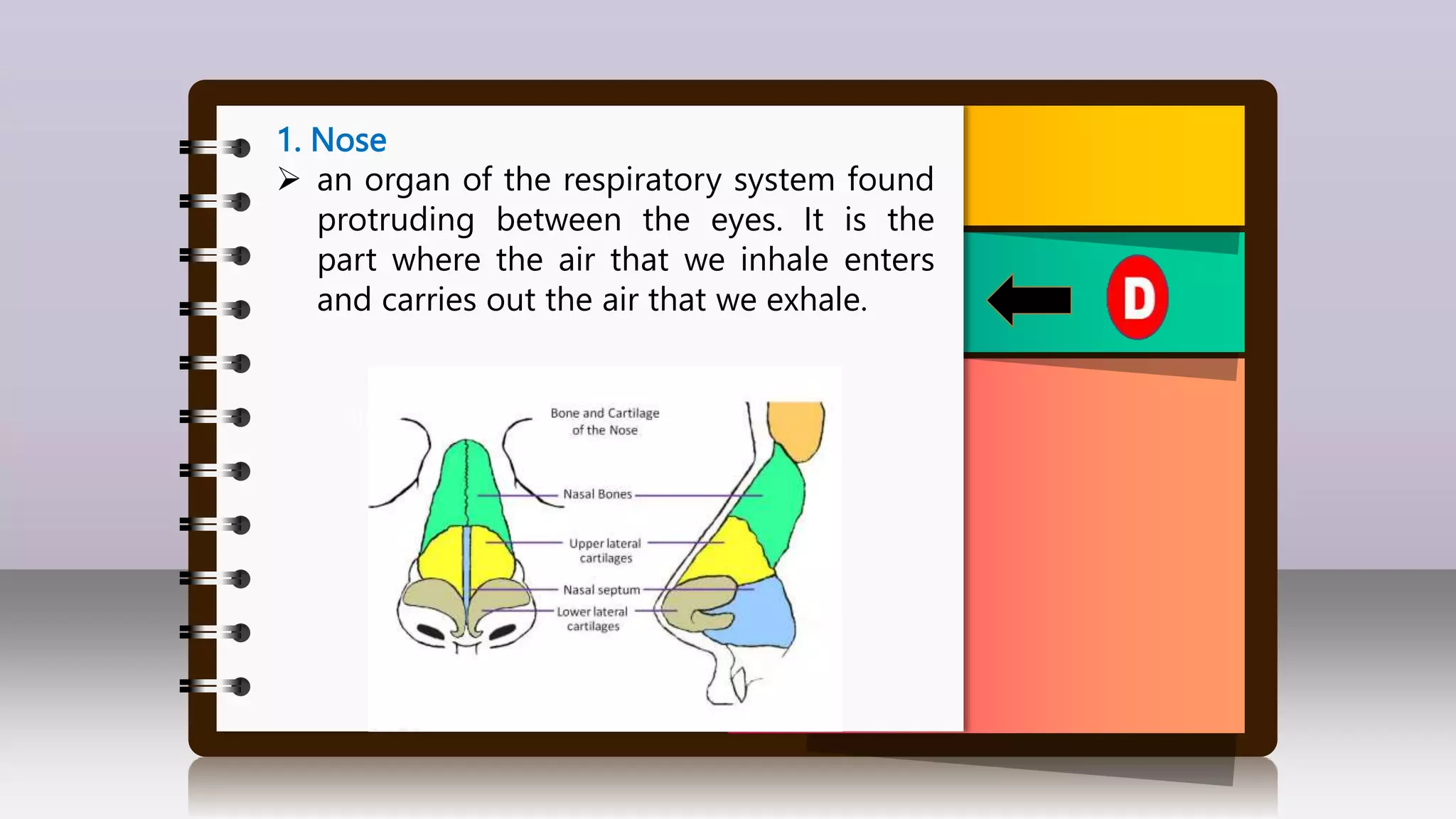 Science 6_Q2_L6_Parts and Function of Respiratory System.pptx