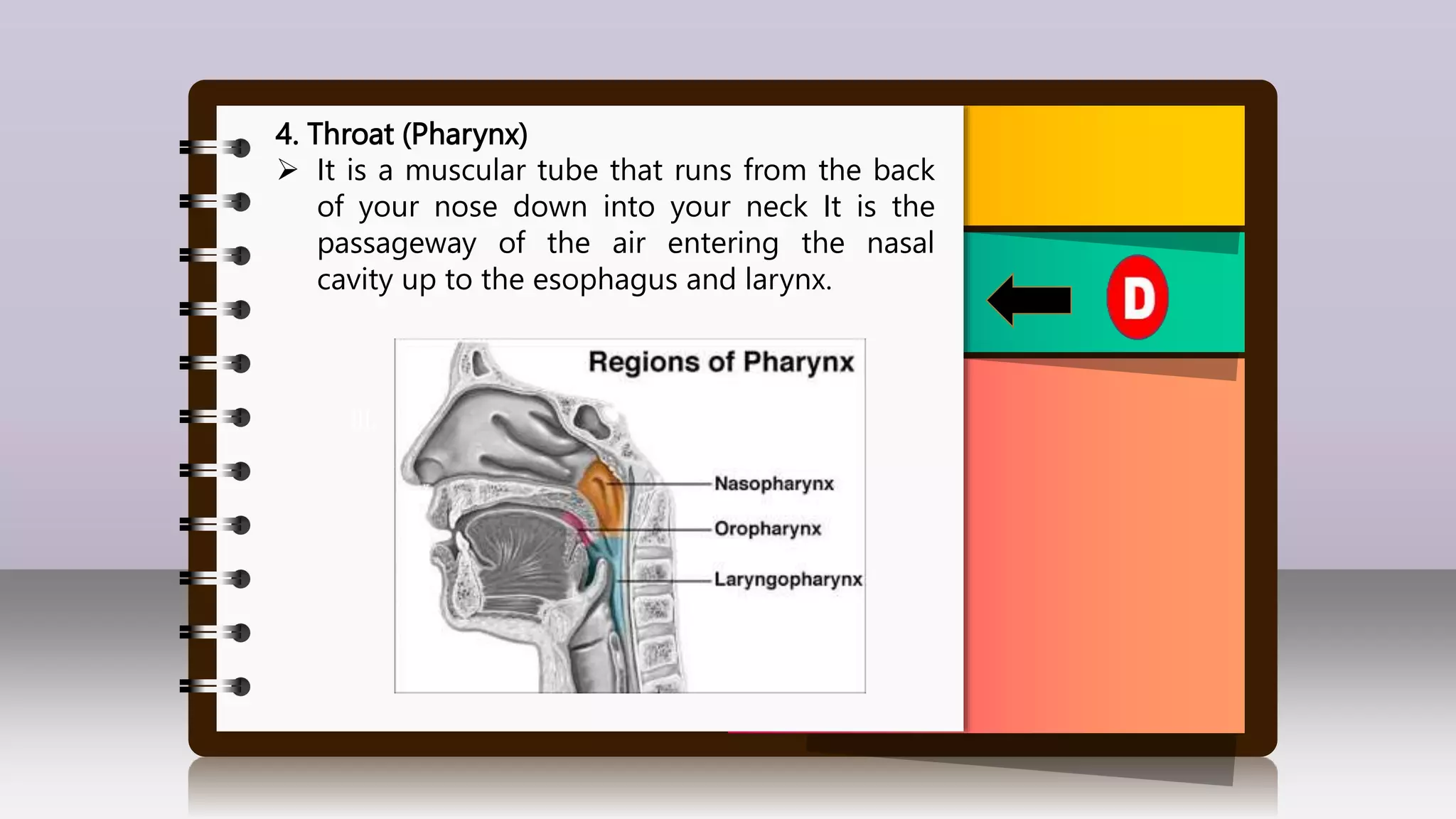 Science 6_Q2_L6_Parts and Function of Respiratory System.pptx