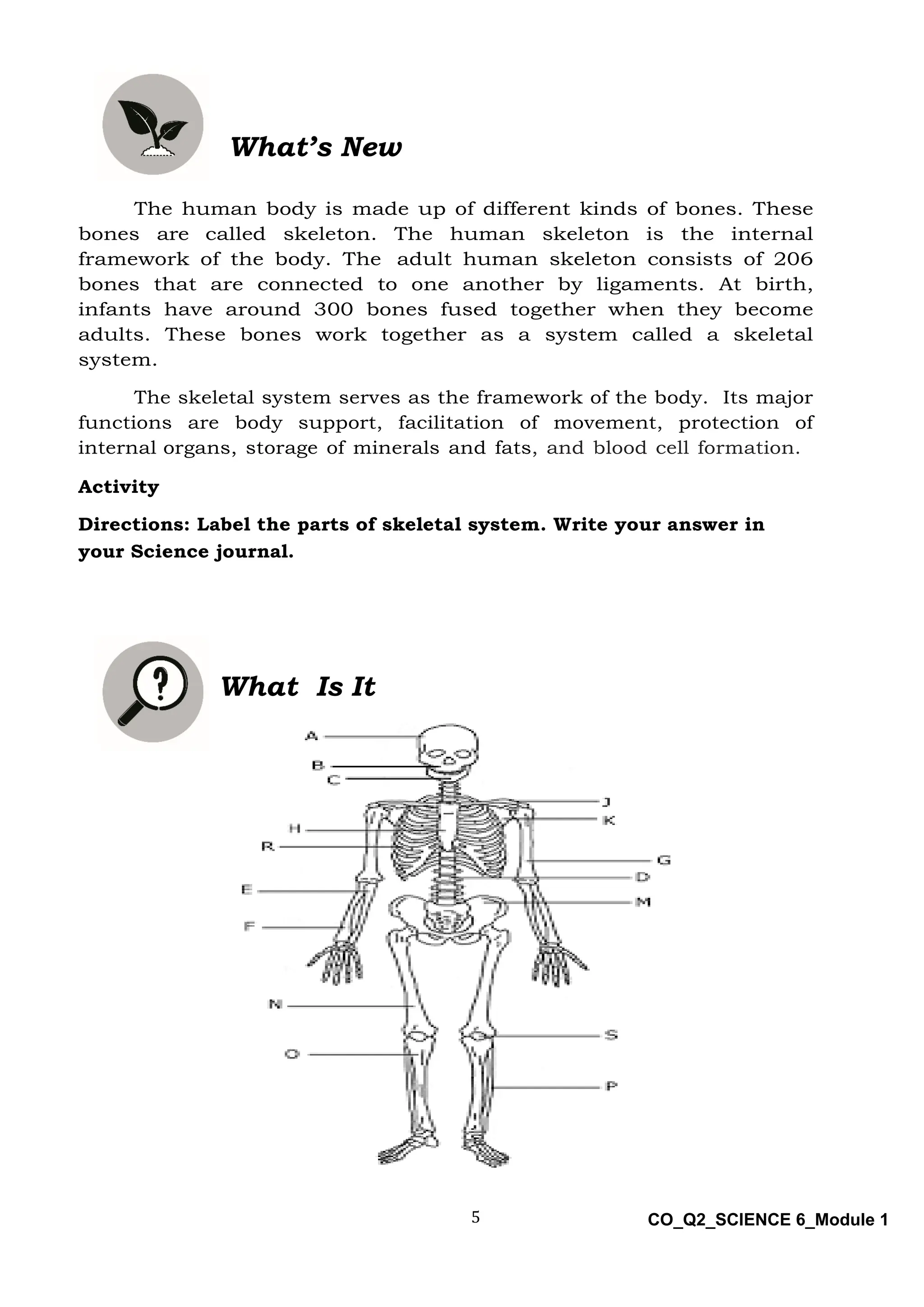 science6_q2_mod1-The-Human-Body-System(Skeletal,etc)-v2.pdf