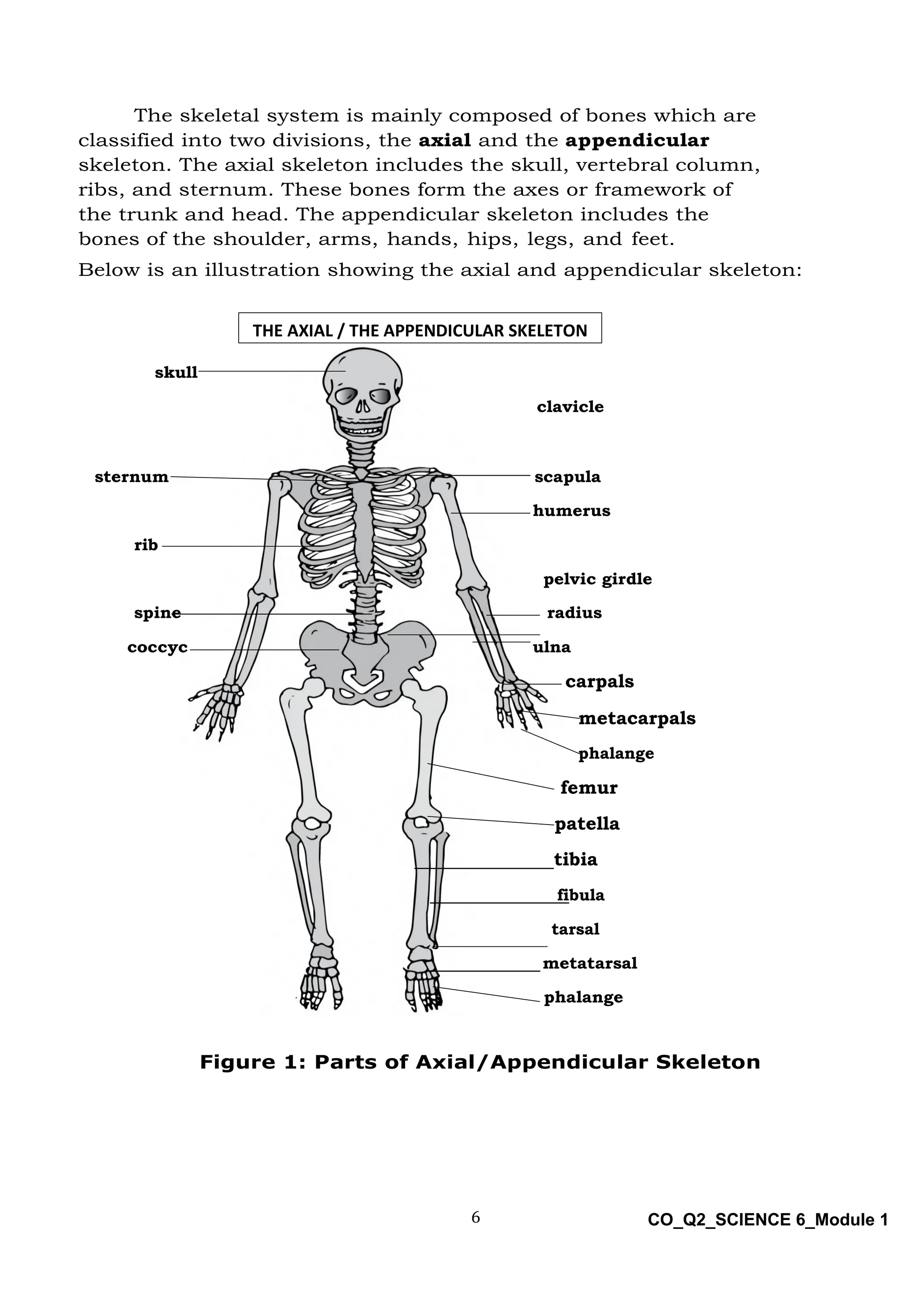 science6_q2_mod1-The-Human-Body-System(Skeletal,etc)-v2.pdf