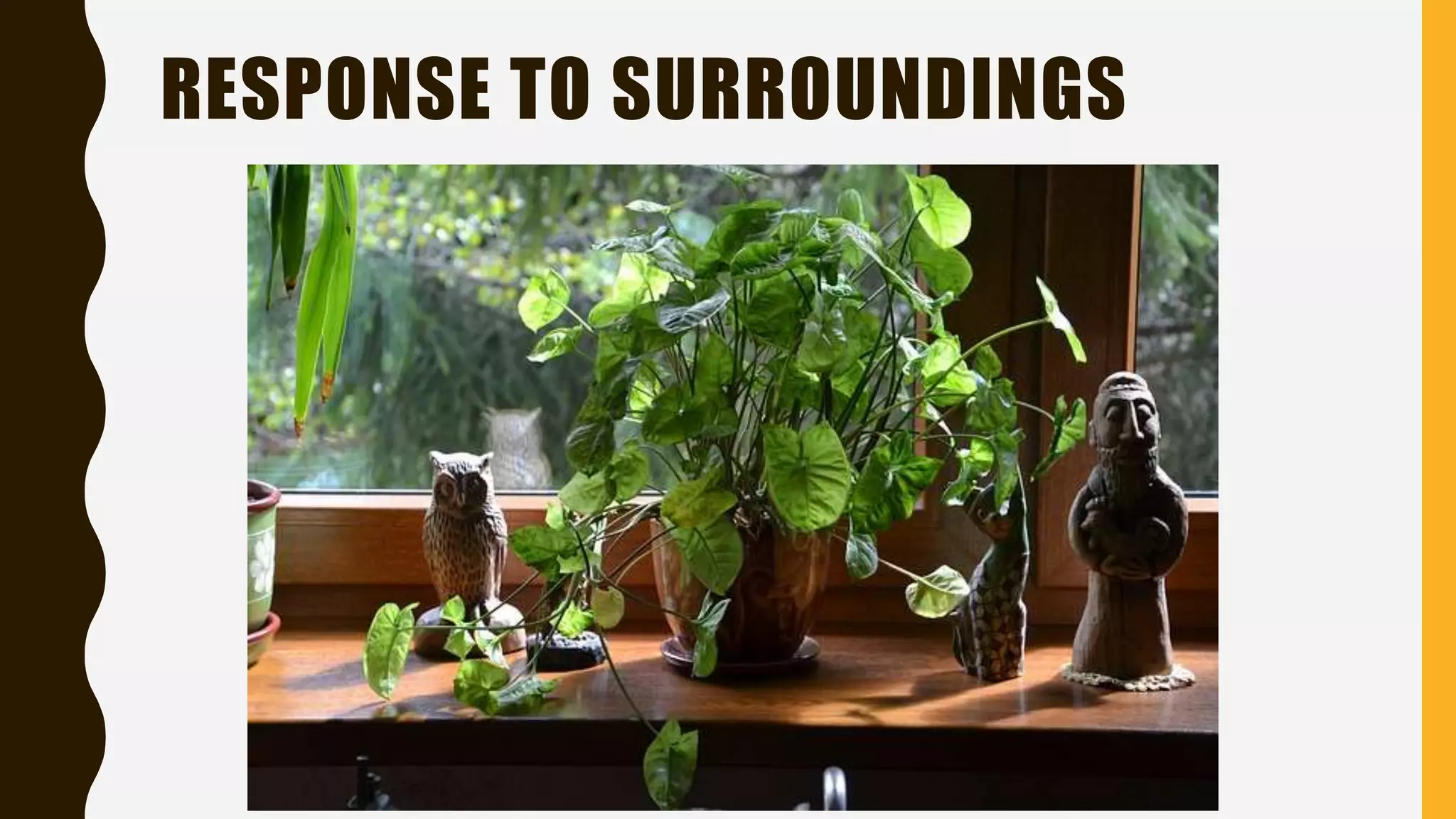 Chapter 1 "Introduction to living things" | PPTX