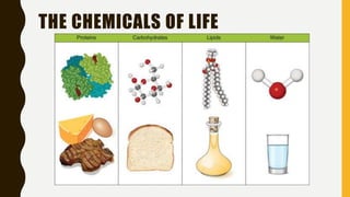 Chapter 1 "Introduction to living things" | PPTX