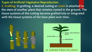 SCIENCE 7 - Q2W5 Slides.pdf
