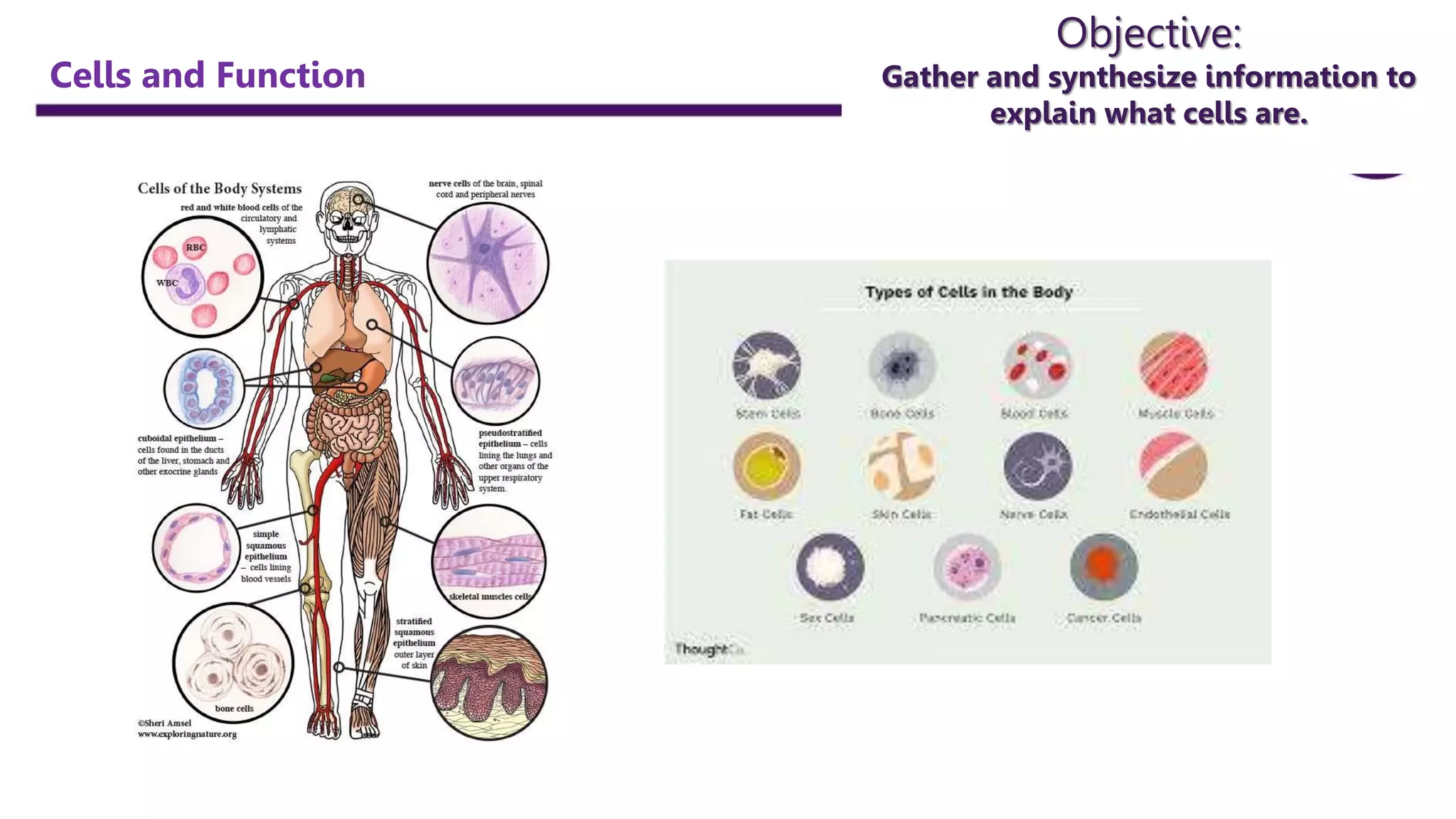 SCIENCE 7 - SEM 1 - WEEK 1.pptx
