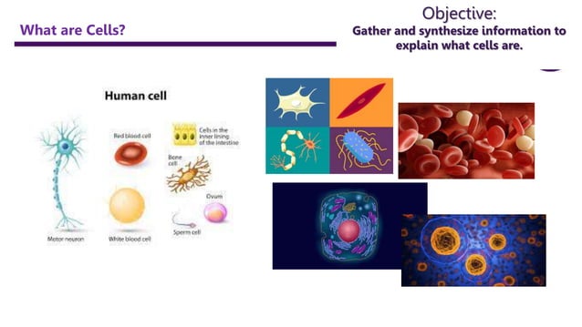 SCIENCE 7 - SEM 1 - WEEK 1.pptx