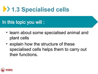 Specialized Cells - Science _ 7 1.3.pptx