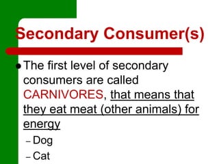 Science 7 notes glb lab 04b food chains and food webs | PPTX