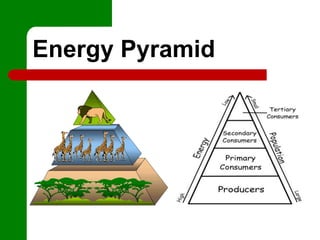 Science 7 notes glb lab 04b food chains and food webs | PPTX