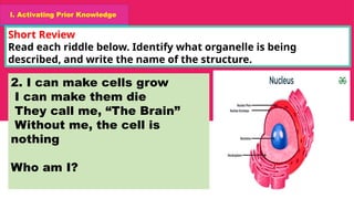 Science 7 Q2 Plant and Animal Cell.pptx.pp