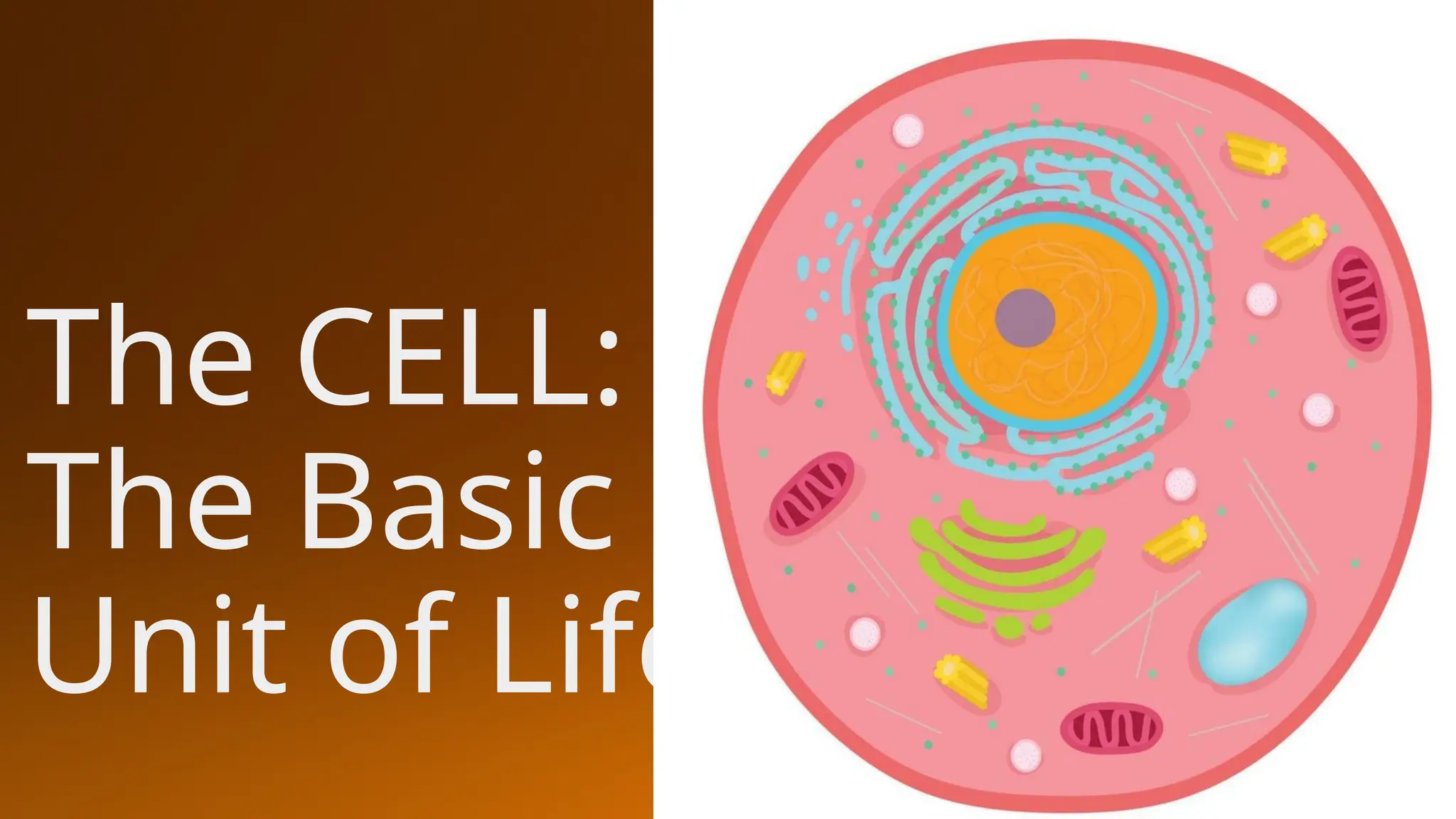 Science 7 Q2 Prokaryotic and Eukaryotic Cells.pptx