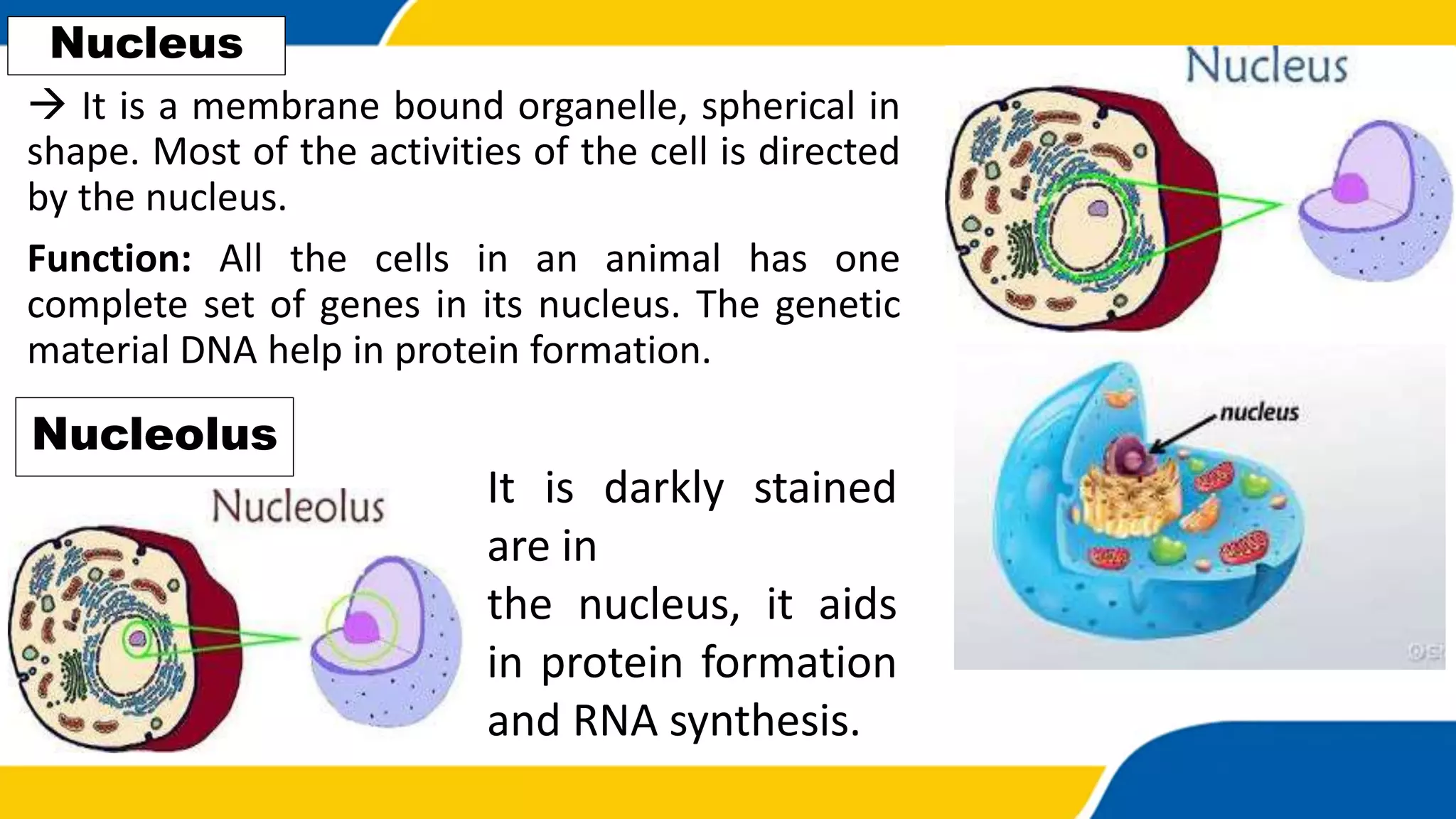 SCIENCE7: Plant and Animal Cells | PPTX