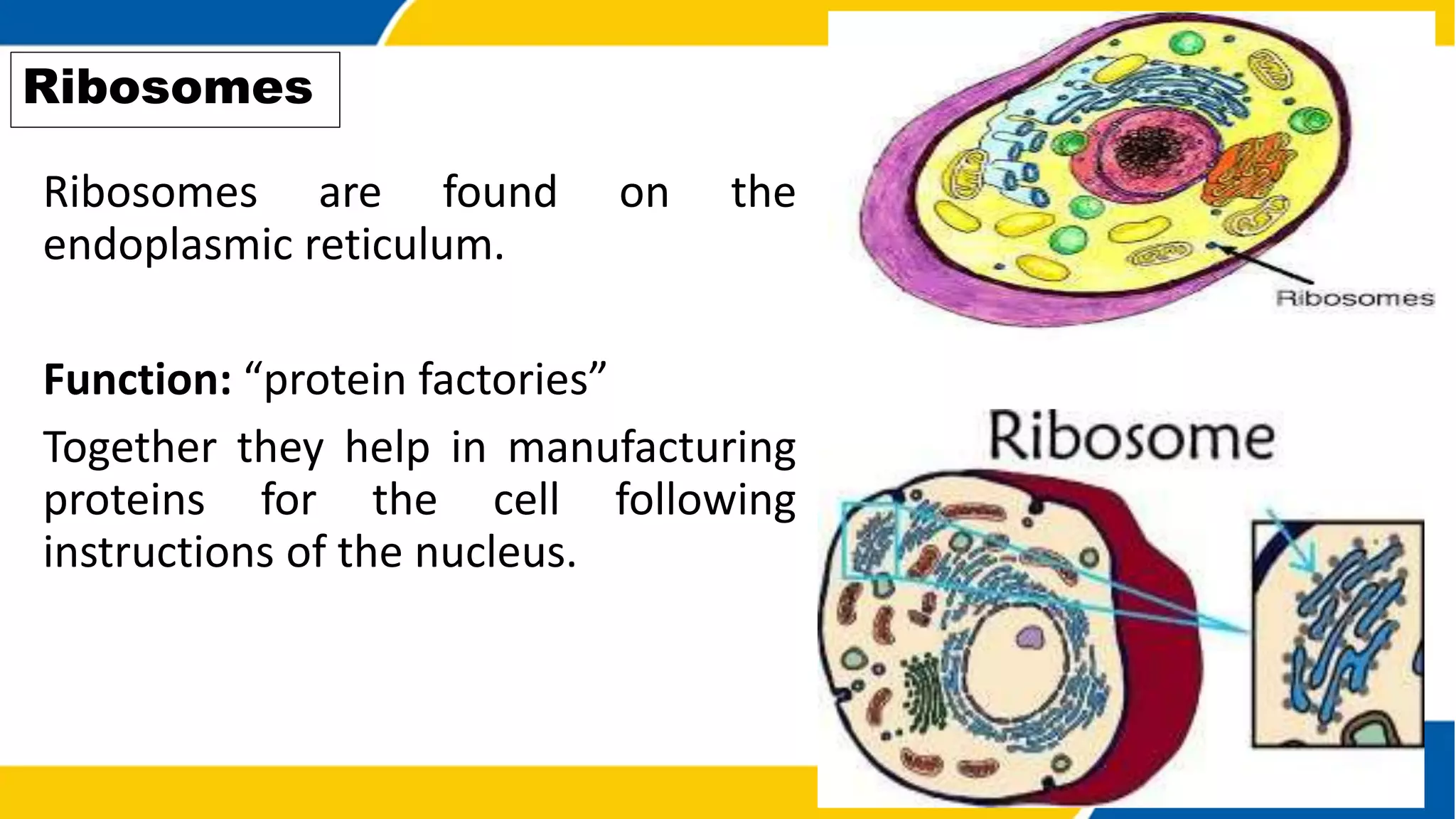 SCIENCE7: Plant and Animal Cells | PPTX