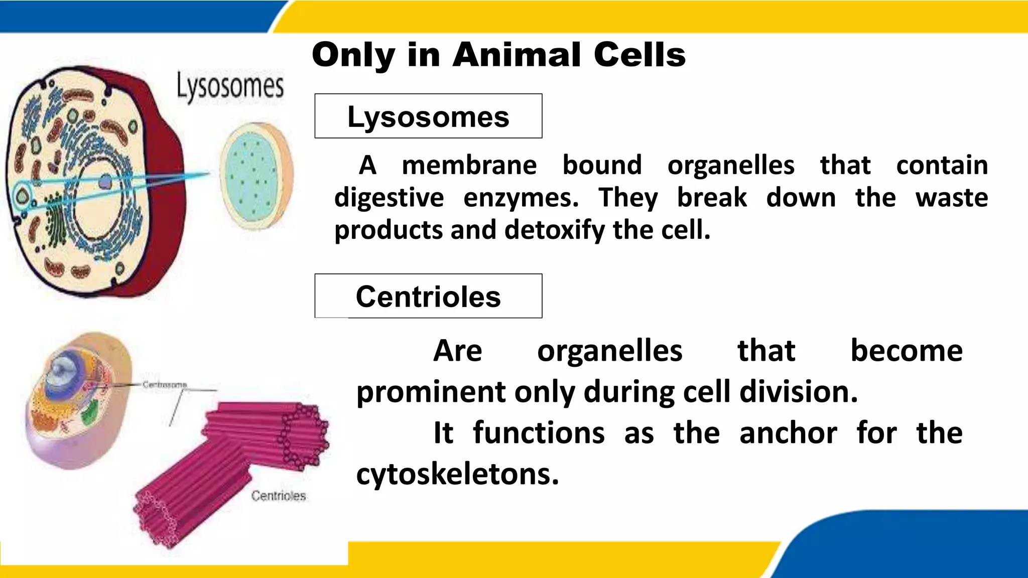 SCIENCE7: Plant and Animal Cells | PPTX