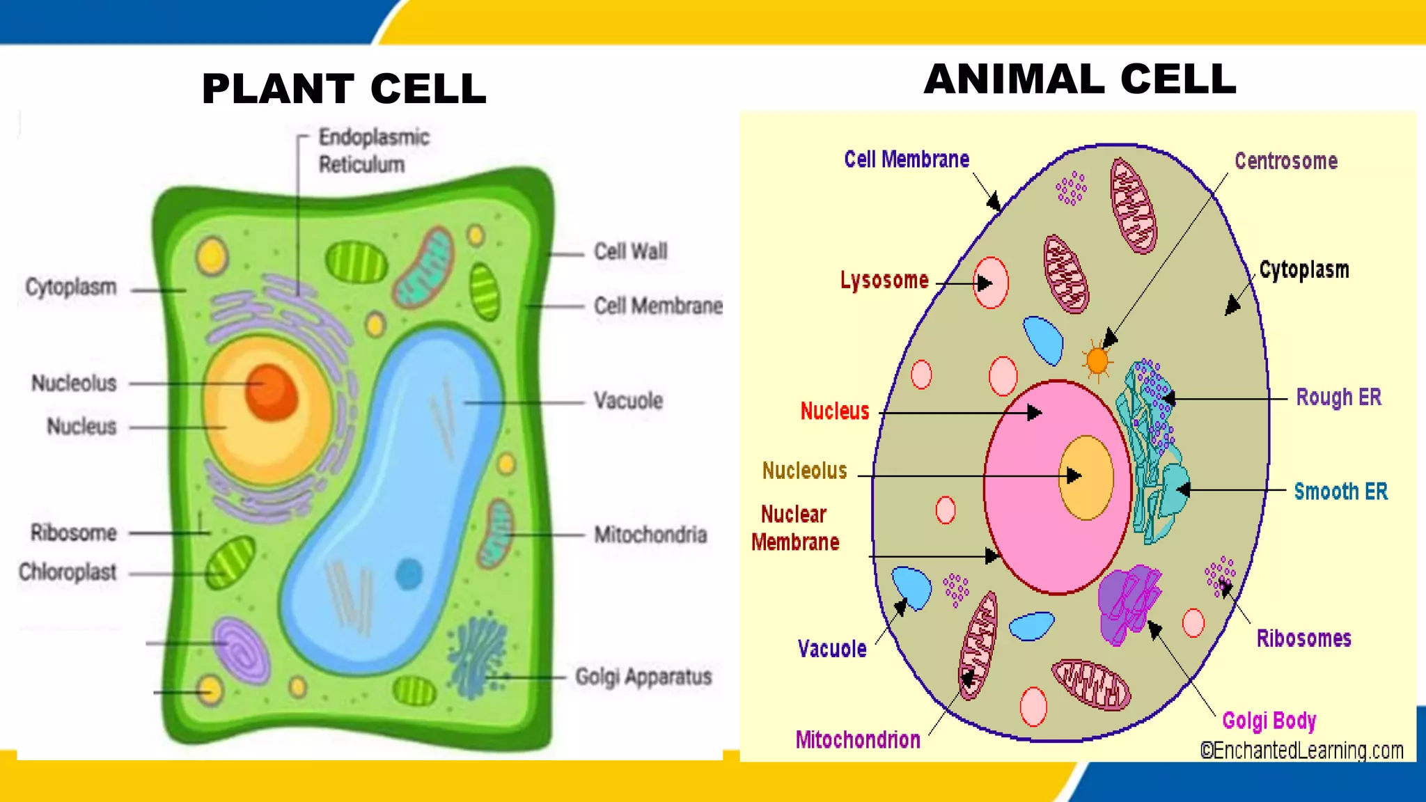 SCIENCE7: Plant and Animal Cells | PPTX