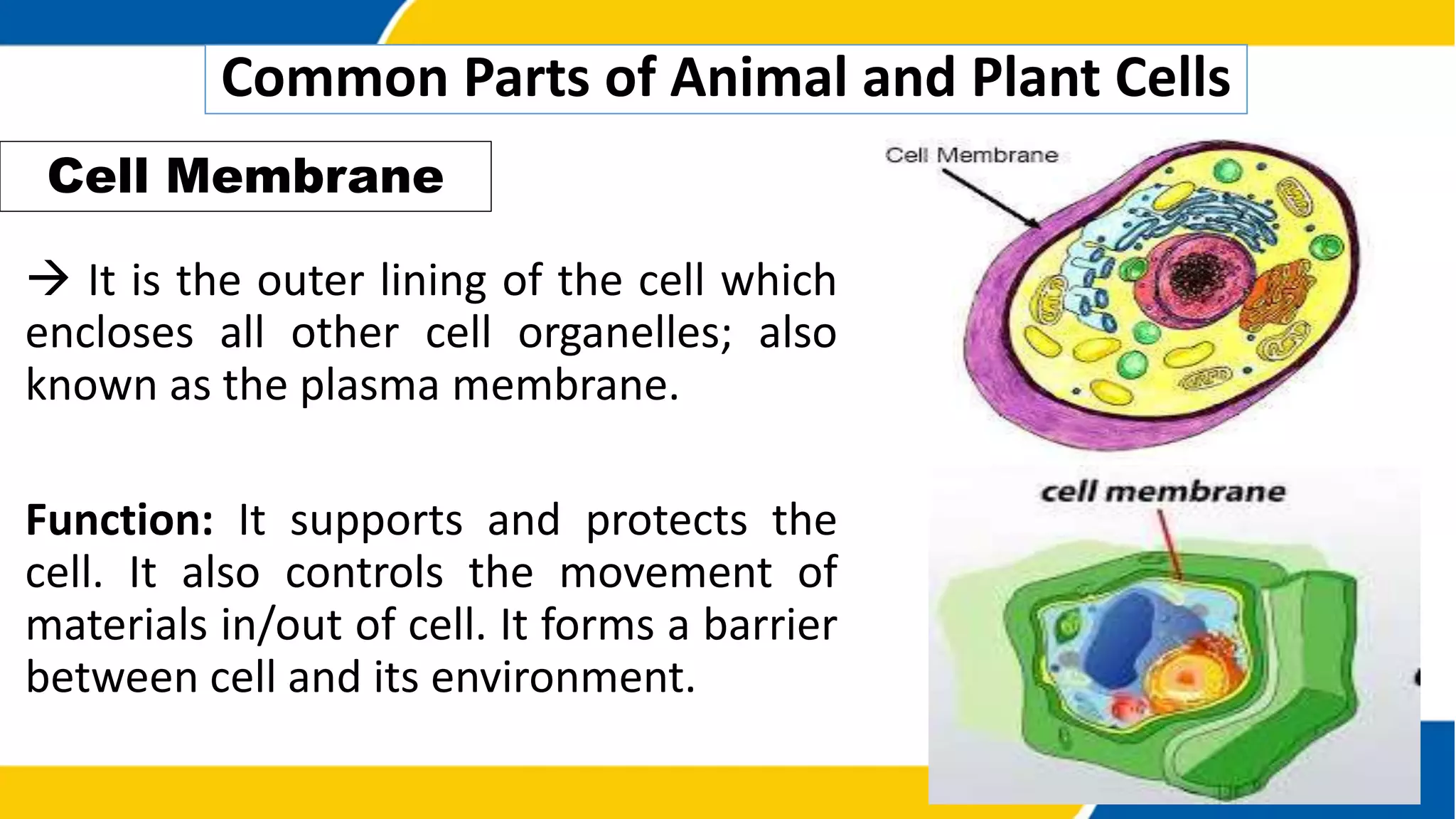 SCIENCE7: Plant and Animal Cells | PPTX