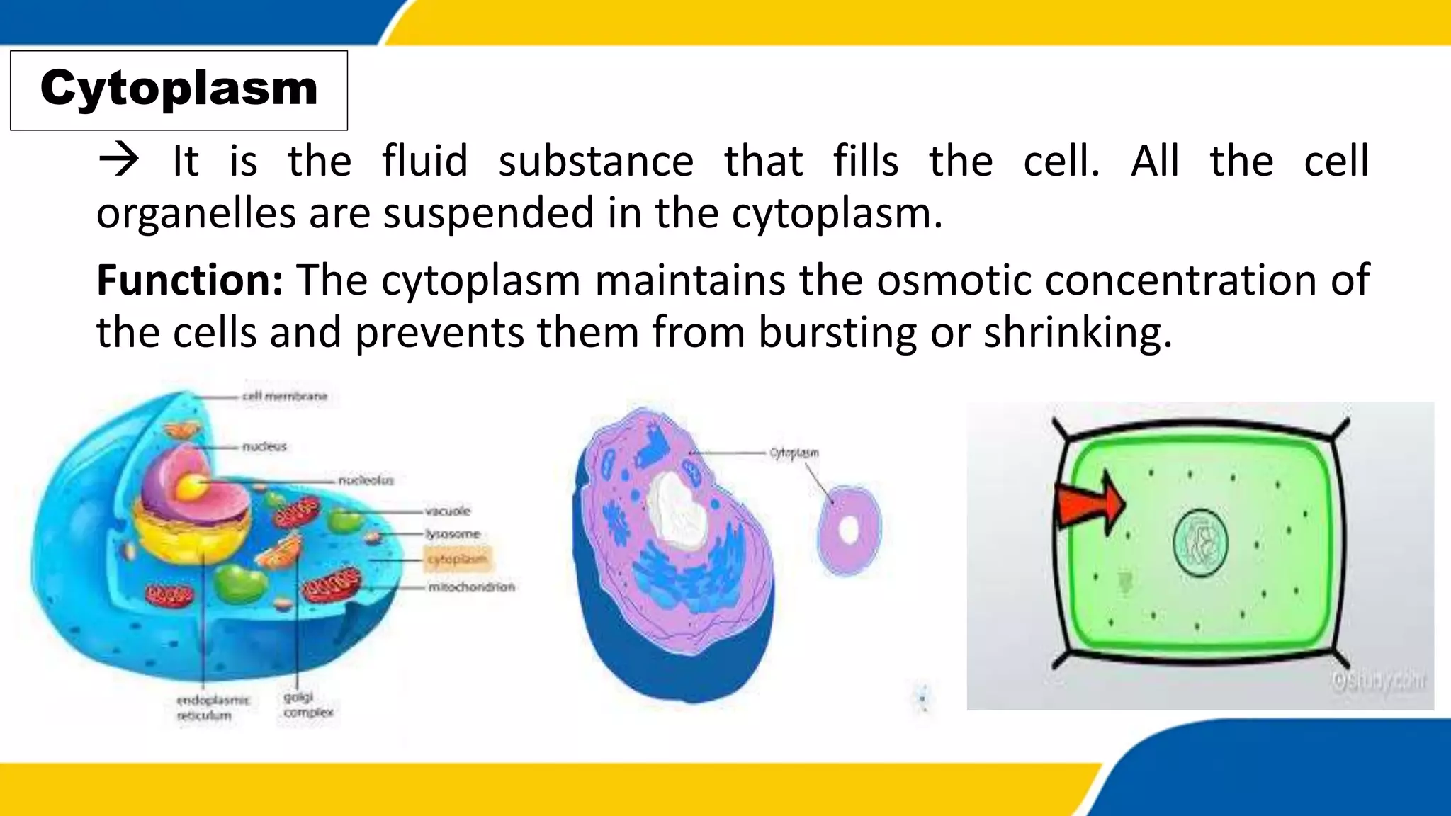 SCIENCE7: Plant and Animal Cells | PPTX