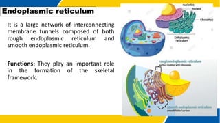 SCIENCE7: Plant and Animal Cells | PPTX