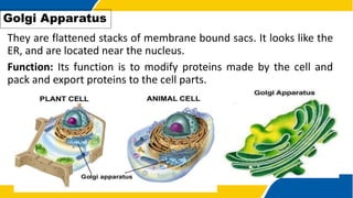 SCIENCE7: Plant and Animal Cells | PPTX
