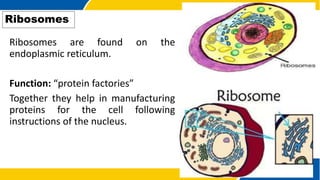 SCIENCE7: Plant and Animal Cells | PPTX