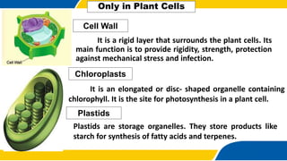 SCIENCE7: Plant and Animal Cells | PPTX