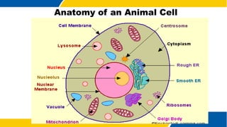 Animal Cells For 7th Graders