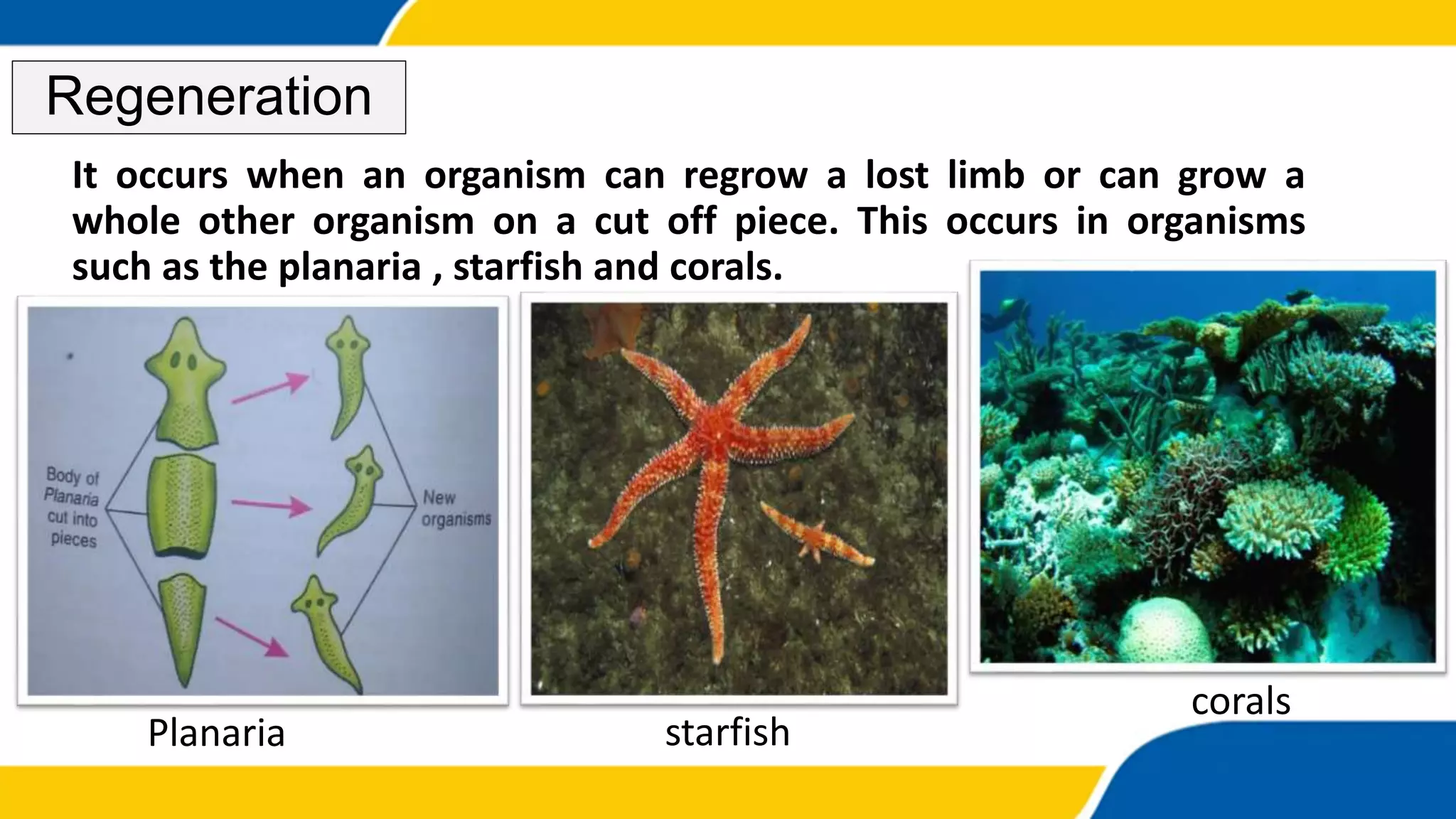SCIENCE7: Asexual and Sexual Reproduction | PPTX