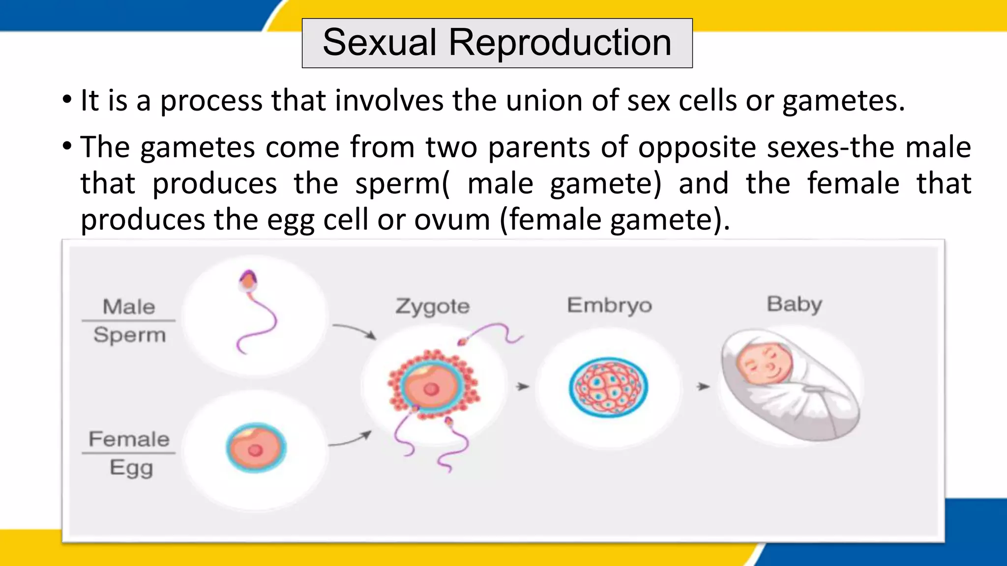 SCIENCE7: Asexual and Sexual Reproduction | PPTX