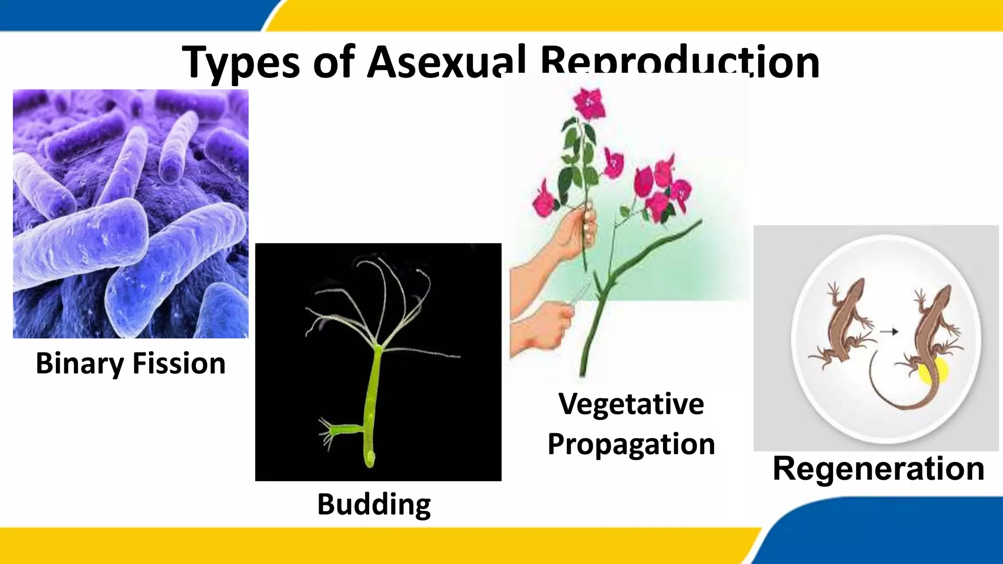 SCIENCE7: Asexual and Sexual Reproduction | PPTX