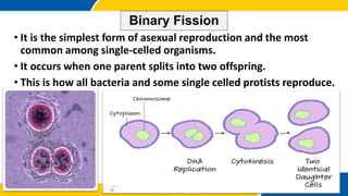 SCIENCE7: Asexual and Sexual Reproduction | PPTX
