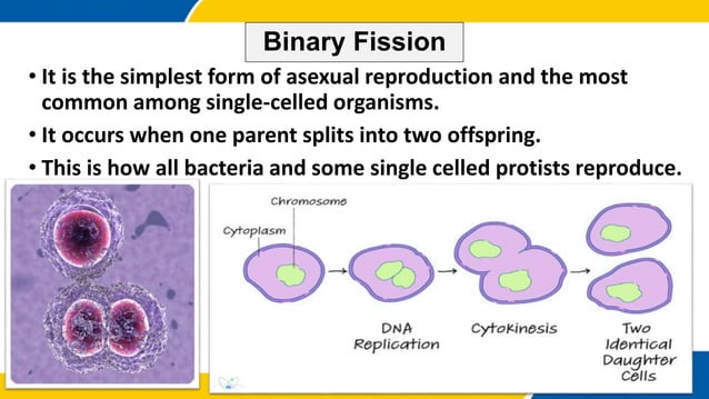 SCIENCE7: Asexual and Sexual Reproduction | PPTX