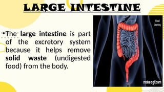 SCIENCE 8 - 5 EXCRETORY SYSTEM (ORGANS ANATOMY).pptx