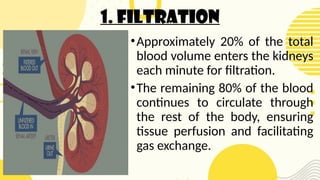 SCIENCE 8 - 5 EXCRETORY SYSTEM (ORGANS ANATOMY).pptx