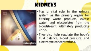 SCIENCE 8 - 5 EXCRETORY SYSTEM (ORGANS ANATOMY).pptx