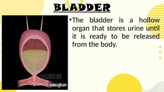 SCIENCE 8 - 5 EXCRETORY SYSTEM (ORGANS ANATOMY).pptx