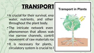 SCIENCE 8 - 6 PLANT TRANSPORTATION .pptx