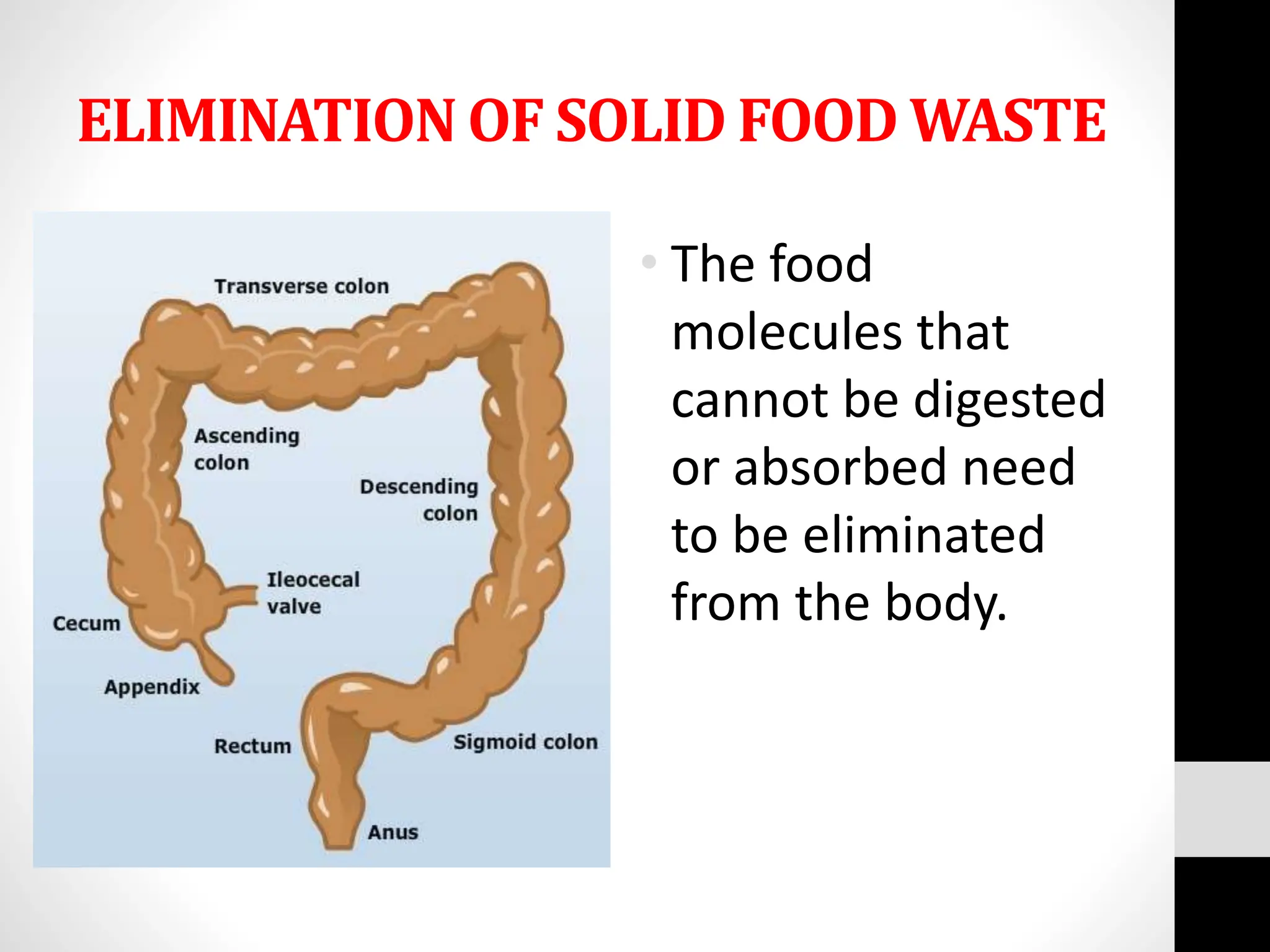 SCIENCE8-The-Digestive-System.pptx