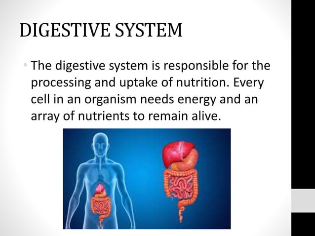 SCIENCE8-The-Digestive-System.pptx