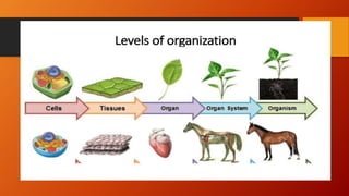 science8_animalia.pptx