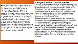 science8_animalia.pptx